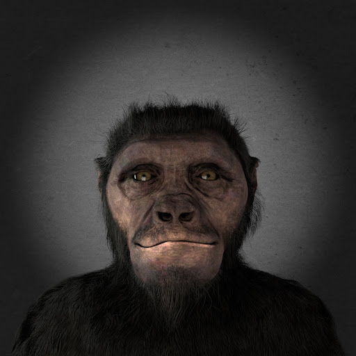 From Sahelanthropus to Homo sapiens: What Did our Predecessors Look ...