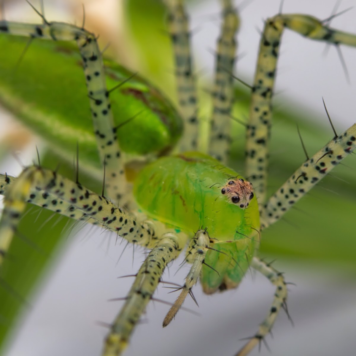 green lynx spider | Project Noah