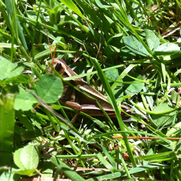 Grass hopper | Project Noah