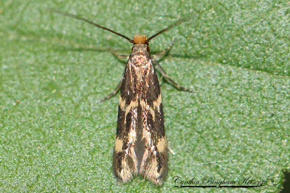 Yellow V Moth | Project Noah