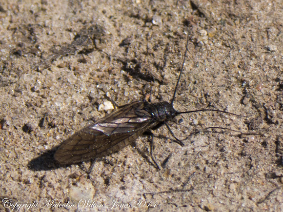 Alder Fly | Project Noah