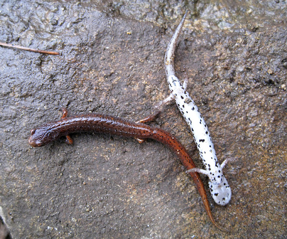 Four-toed Salamander | Project Noah
