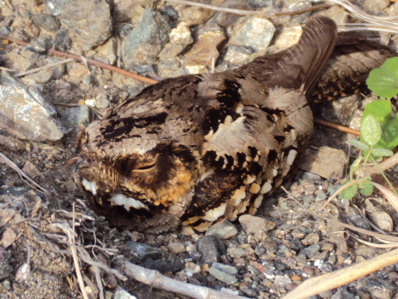 Philippine Nightjar | Project Noah