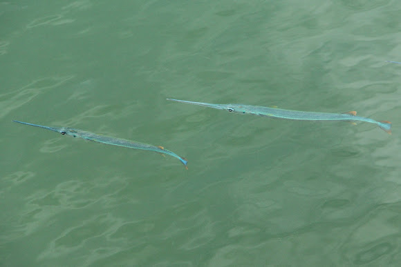 Needlefish | Project Noah