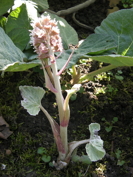 Common Butterbur | Project Noah