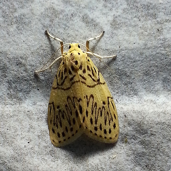 Footman Moth | Project Noah