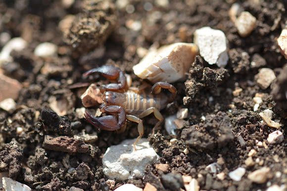 Small wood-scorpion | Project Noah