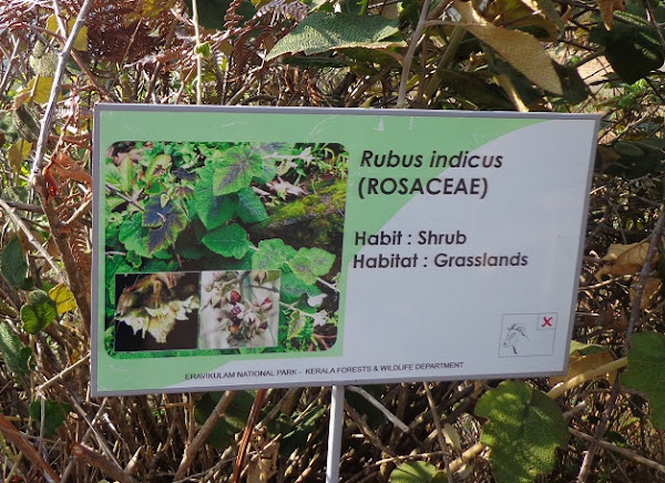 Indian Raspberry | Project Noah