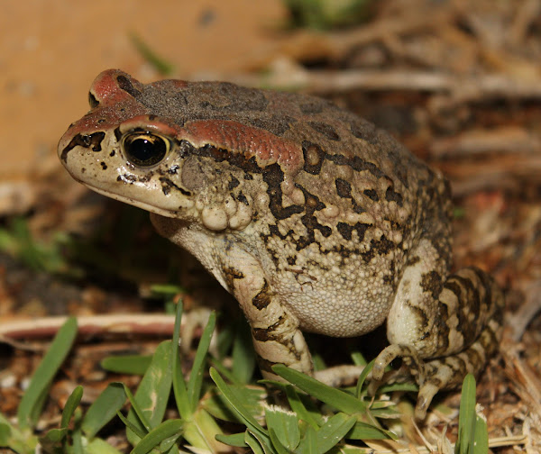 Raucous Toad | Project Noah