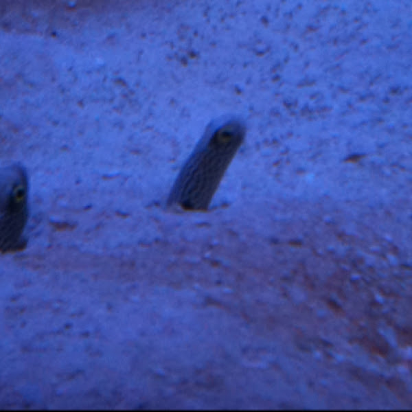 Garden Eels | Project Noah