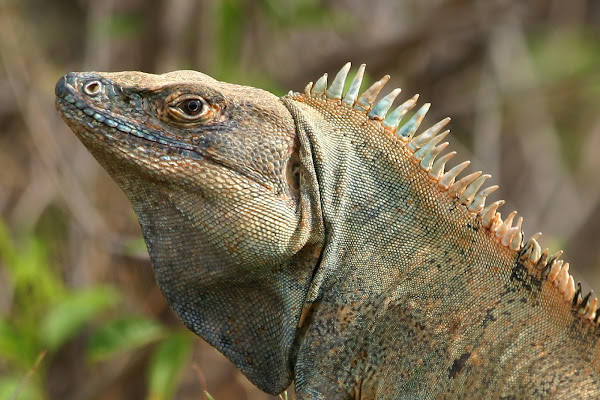Ctenosaur or Black Iguana | Project Noah