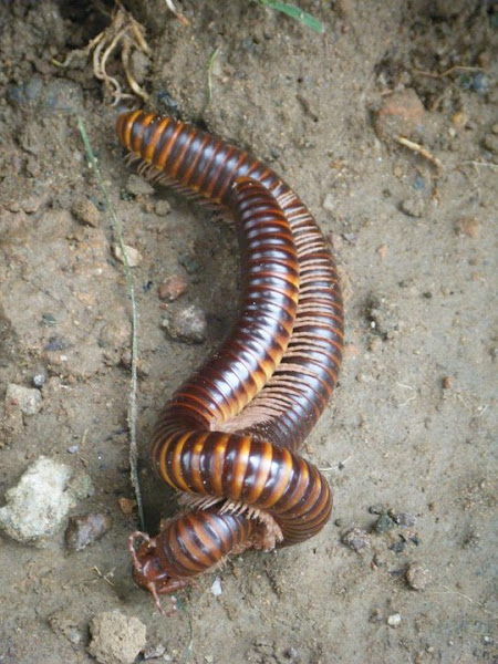 Giant African Millipede | Project Noah