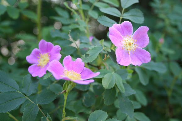 Prickly rose, Alberta wild rose | Project Noah
