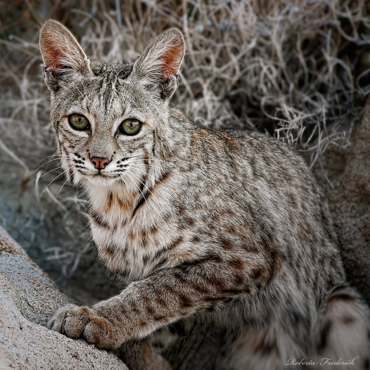 Bobcat | Project Noah