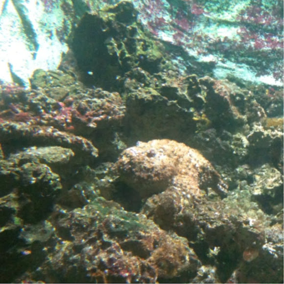 Pesce pietra | Project Noah