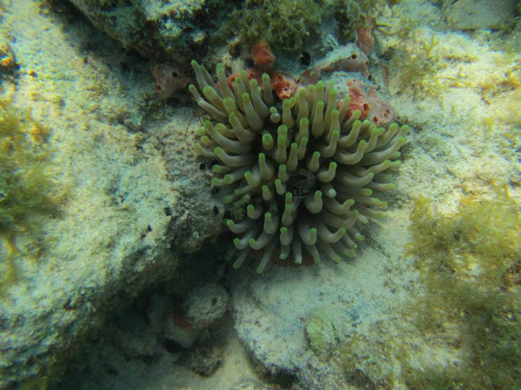 Giant Anemone | Project Noah