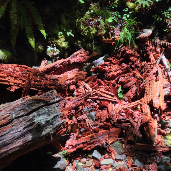 Western Red Cedar | Project Noah