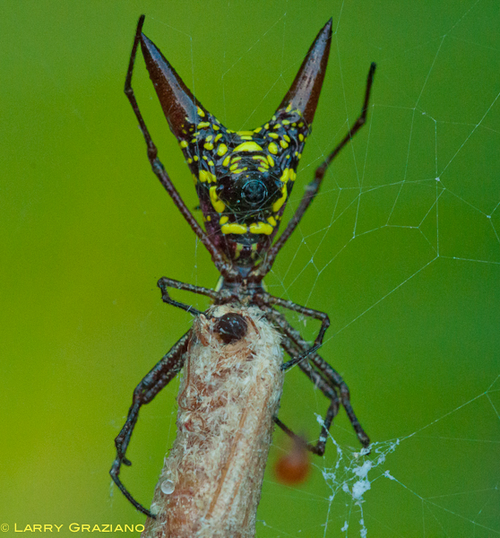 Arrow-shaped Orb-weaver Spider | Project Noah