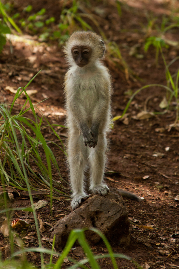 Vervet monkey | Project Noah