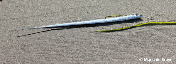 Atlantic cutlassfish | Project Noah