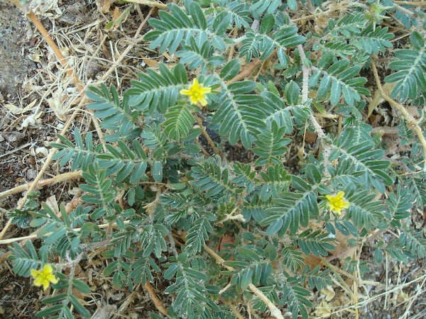 Devil's Thorn | Project Noah