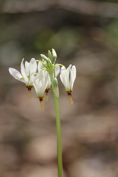 Shooting Star | Project Noah