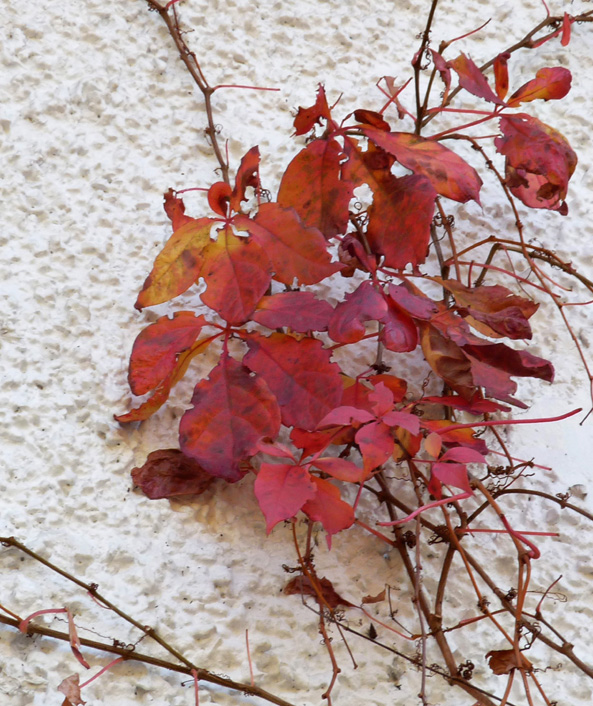 Autumn color and Halloween Family | DPReview Forums