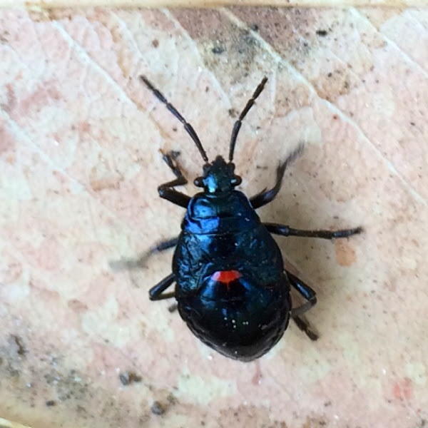 Bordered Plant Bug Nymph | Project Noah