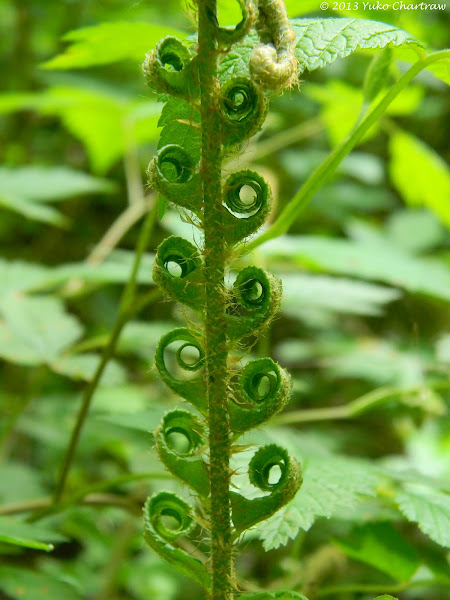 Western Sword Fern | Project Noah
