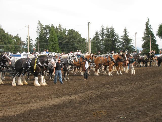 The Chatty Housewife: NW Washington Fair 2009