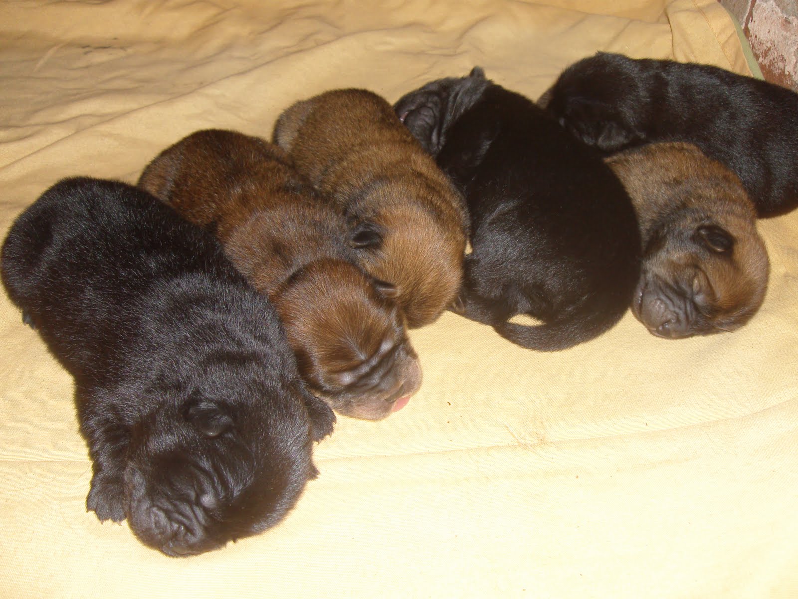 Chow chow bebé - Imagui