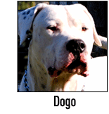 Olympic Dogs : olympicdogs.net