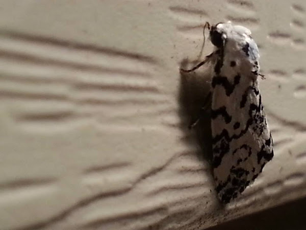 The Hebrew Moth | Project Noah