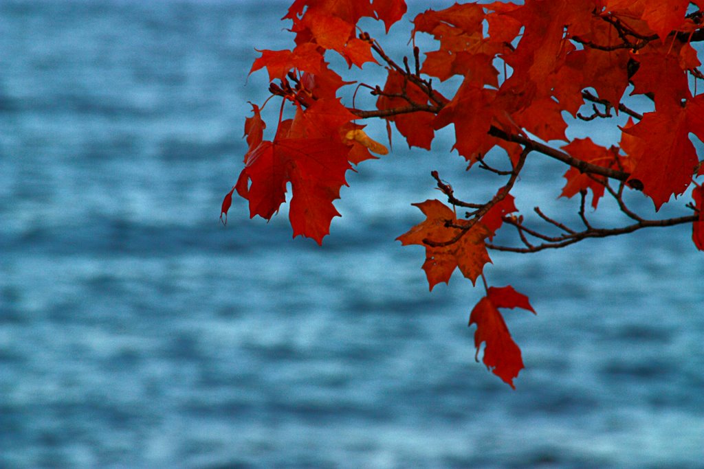 Öregrund free images: Öregrund gratis höstbilder / free autumn images