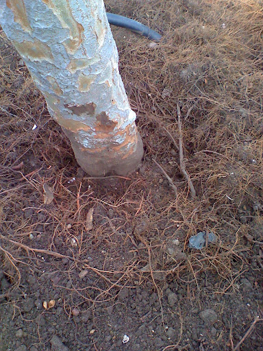 Houston Tree Service Review with Gene Basler: How to manage a tree ...