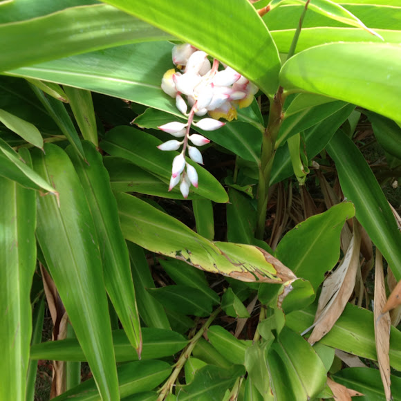 Ginger | Project Noah