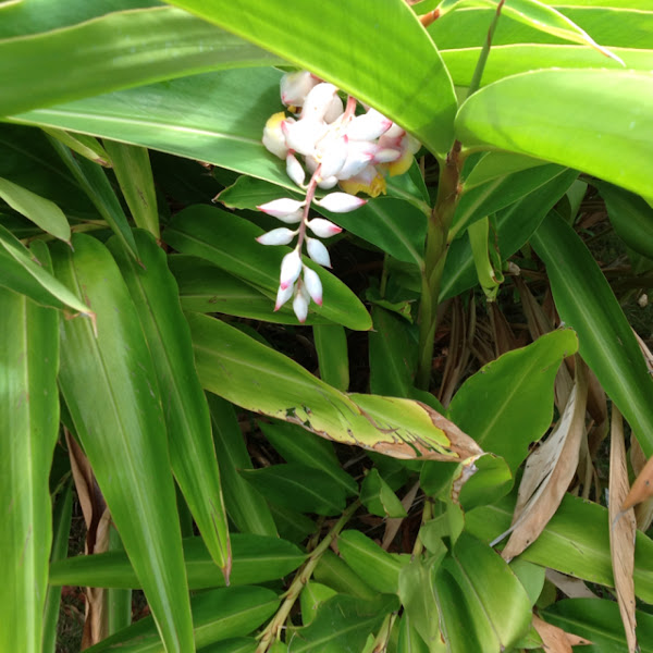 Ginger | Project Noah