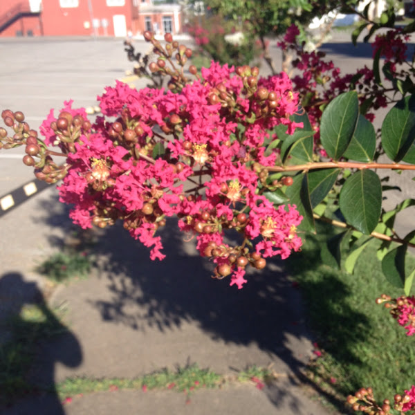Crape myrtle | Project Noah