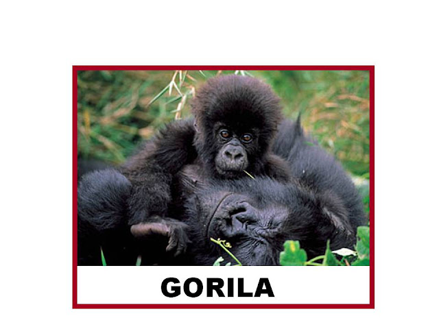 EL GORILA FOTO Y CARACTERISTICAS