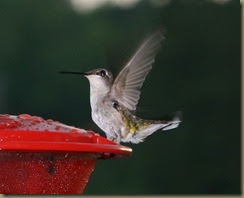 Birds 'n Such: Hummingbird Hitches a Ride - Another Local Bird Tale
