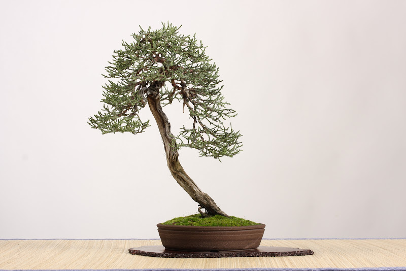 Collected Utah Junipers | Bonsai Nut