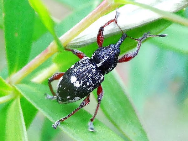 Long-nosed weevils | Project Noah