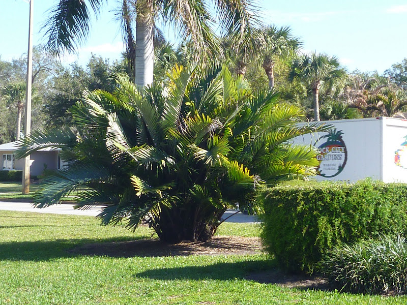 Clustering short-trunked feather-leafe - DISCUSSING PALM TREES ...