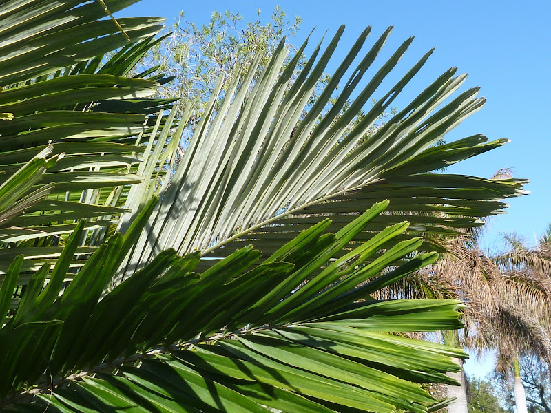 Clustering short-trunked feather-leafe - DISCUSSING PALM TREES ...