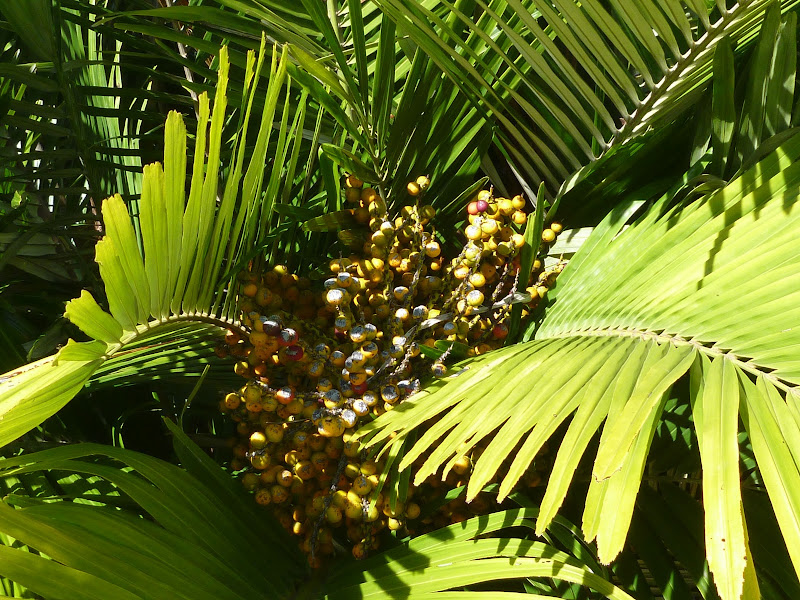 Clustering short-trunked feather-leafe - DISCUSSING PALM TREES ...