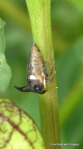 Thorn Mimic Treehopper | Project Noah