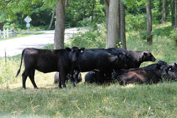 black angus | Project Noah