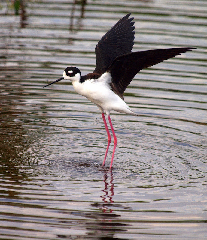The Sunday BIRD Volume 5 Issue 46, March 21, 2010: Olympus SLR Talk ...