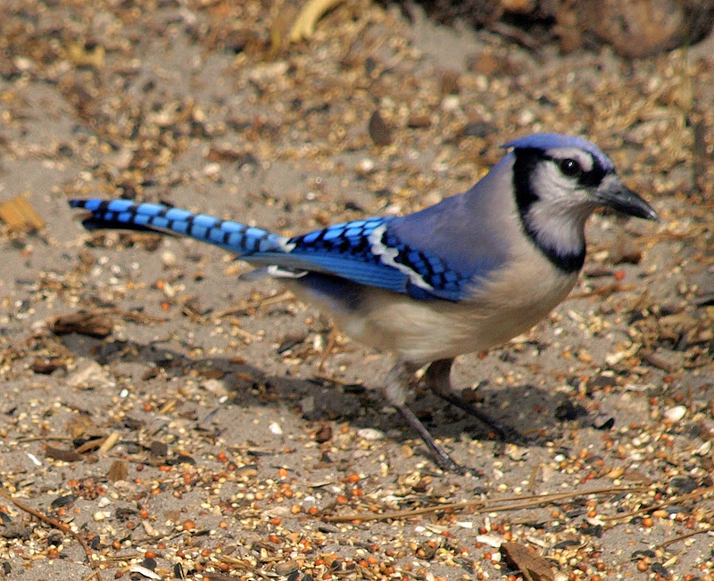 Small Bird Congregation: Olympus Compact Camera Talk Forum: Digital ...