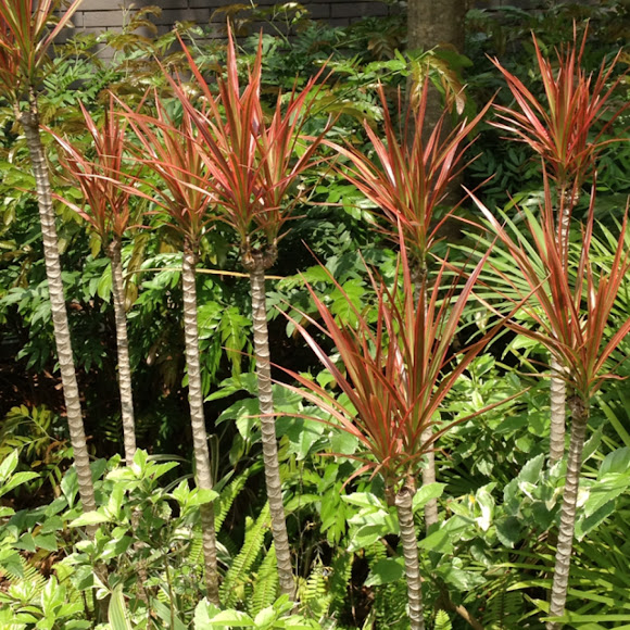 Variegated Madagascar Dragon-Tree | Project Noah